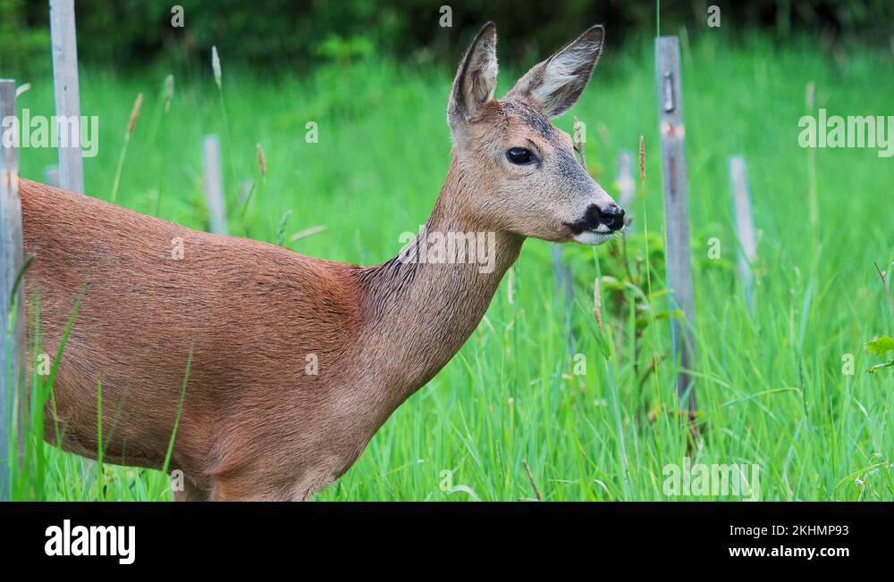 Female roe deer on green meadow. Wild roe deer in nature, Capreolus ...
