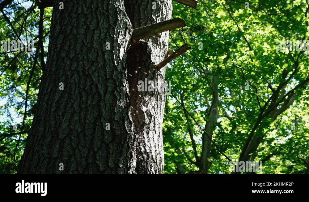 Honeycomb, Bees or Wasps Nest in a Tree Trunk in the Forest in Summer ...