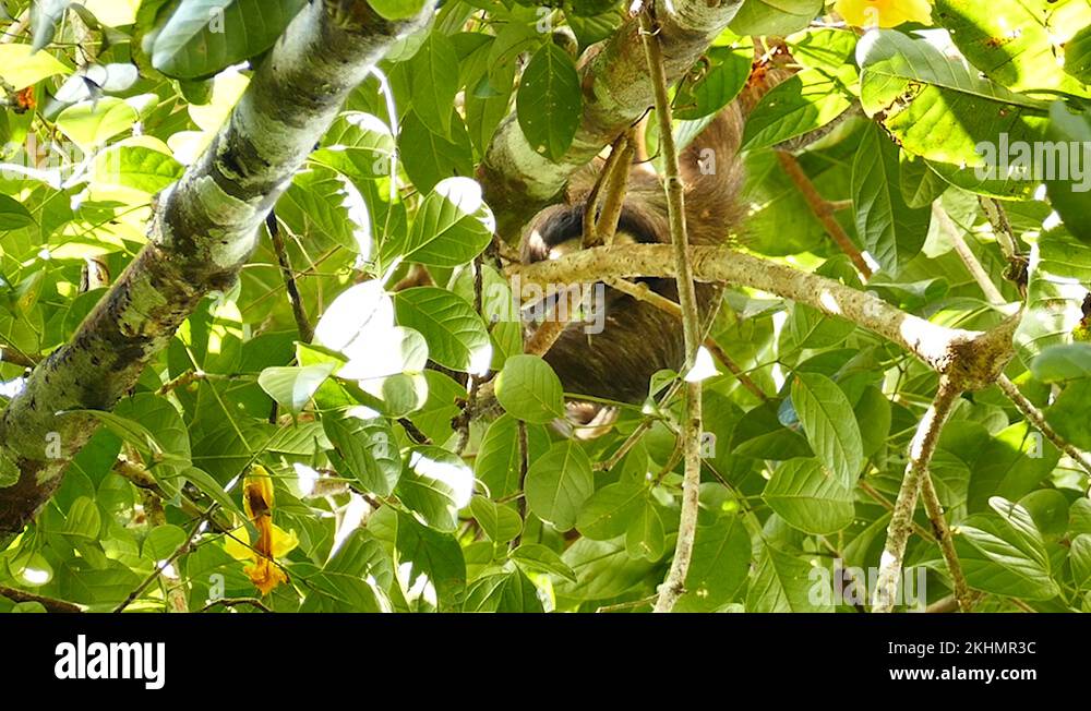 Sloth in Panama jungle canopy hiding and scratching with birds Stock ...