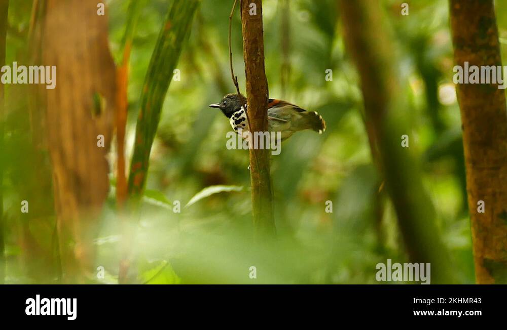 Panama avifauna Stock Videos & Footage - HD and 4K Video Clips - Alamy