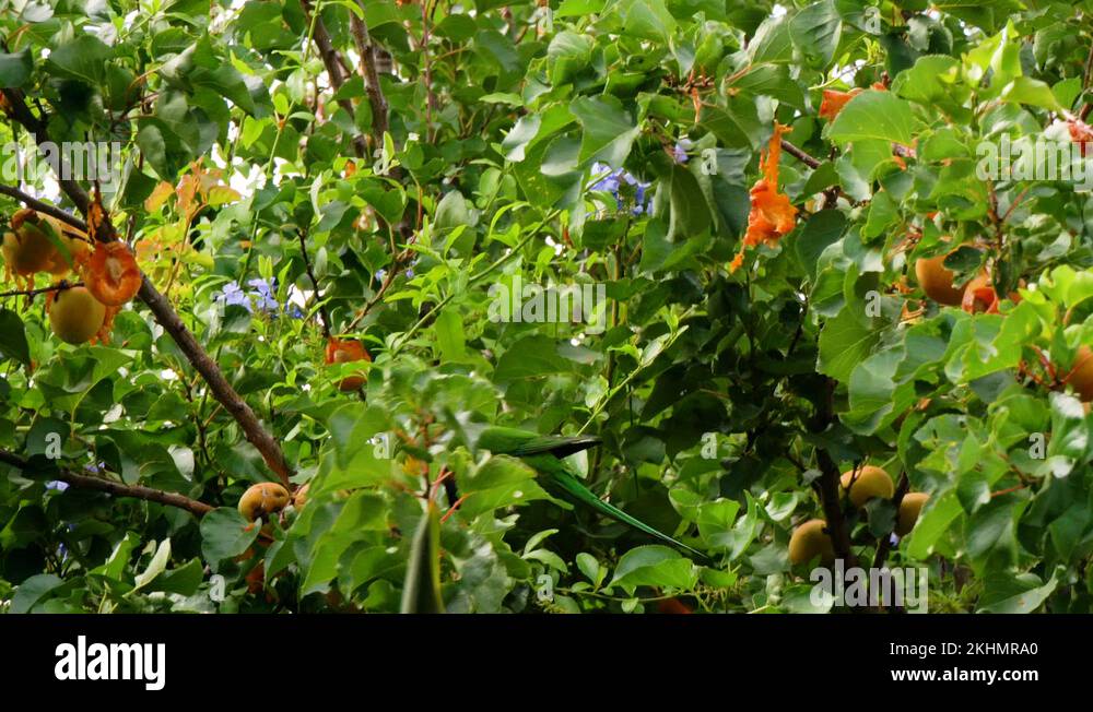 Australian native fruit Stock Videos & Footage - HD and 4K Video Clips ...