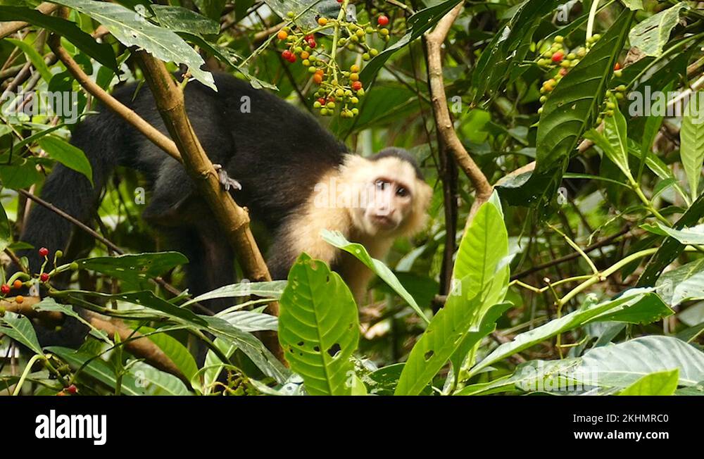Monkey of panama Stock Videos & Footage - HD and 4K Video Clips - Alamy
