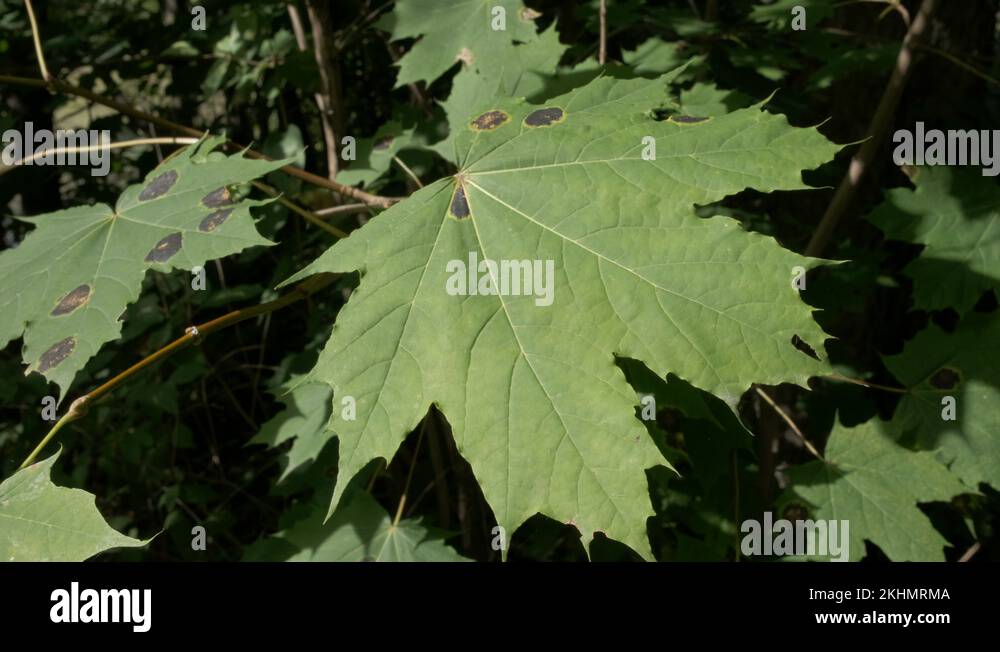 Blotchy spots Stock Videos & Footage - HD and 4K Video Clips - Alamy