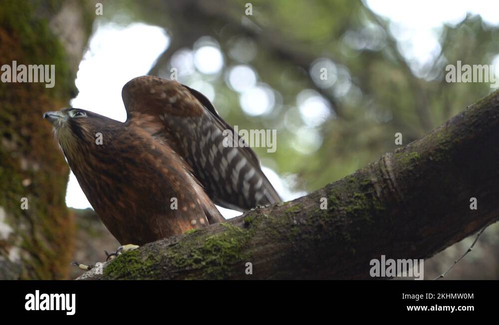 New zealand hawk Stock Videos & Footage - HD and 4K Video Clips - Alamy