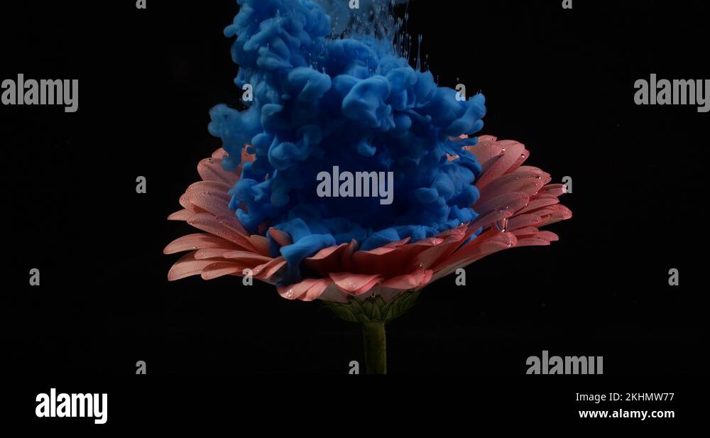 blue paint explode in water from pink flower Stock Video Footage - Alamy
