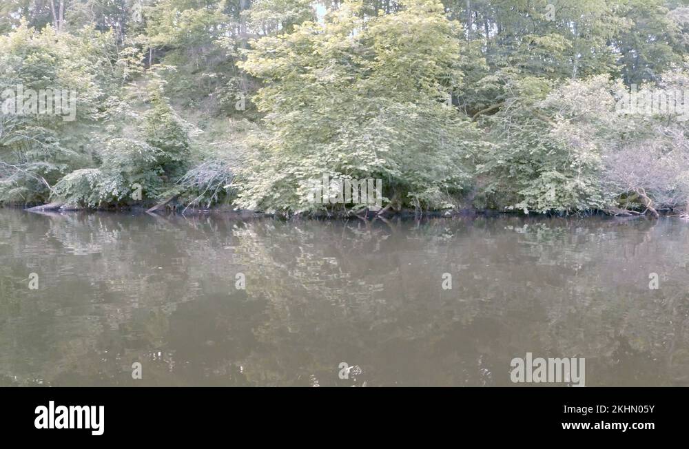 Trees of bayou Stock Videos & Footage - HD and 4K Video Clips - Alamy