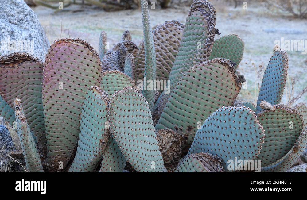 Beavertail Stock Videos & Footage - HD and 4K Video Clips - Alamy