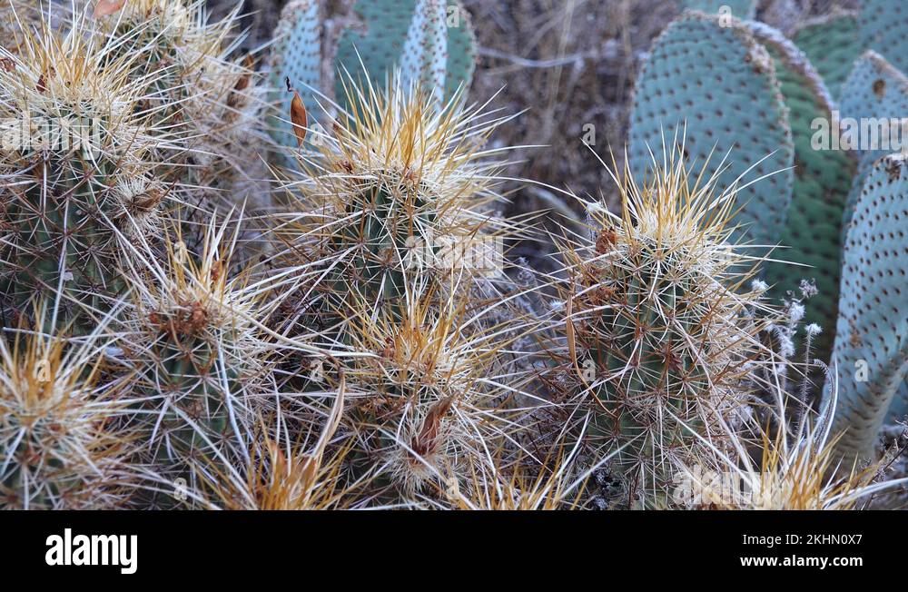 Cacti of Southwest USA. Engelmann's hedgehog cactus (Echinocereus ...