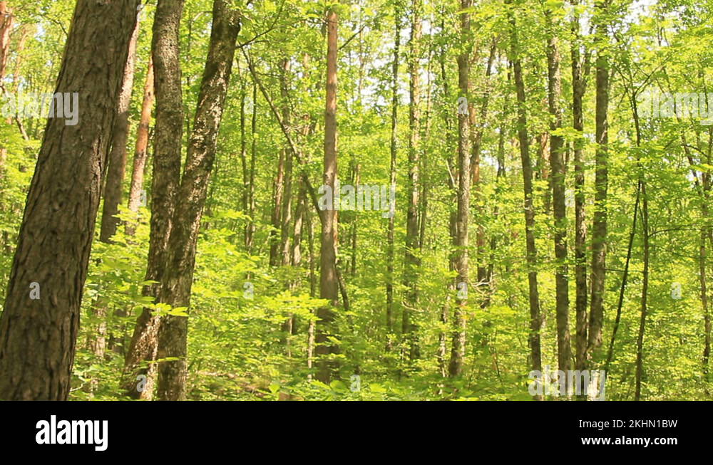 Relaxing atmosphere Stock Videos & Footage - HD and 4K Video Clips - Alamy