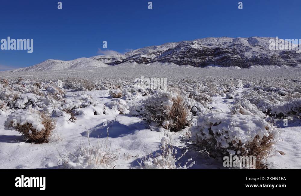 Snow cyclone, snow on desert plants on a mountain pass near Death ...