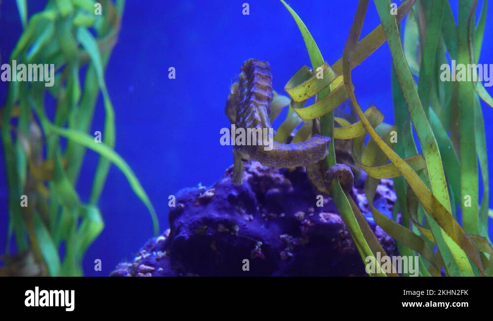 Seahorse swims in a marine aquarium, holding its tail on algae. Stephen ...