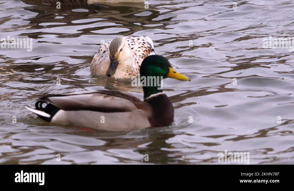 Rare white mallard duck Stock Videos & Footage - HD and 4K Video Clips ...