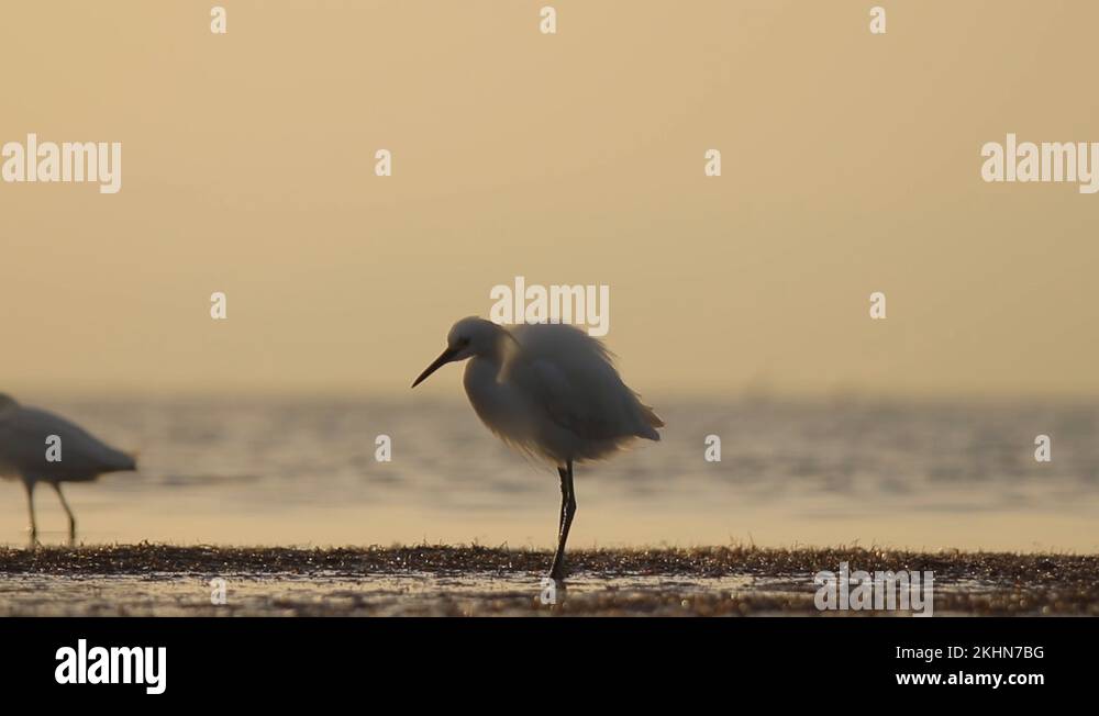 Shore fort Stock Videos & Footage - HD and 4K Video Clips - Alamy