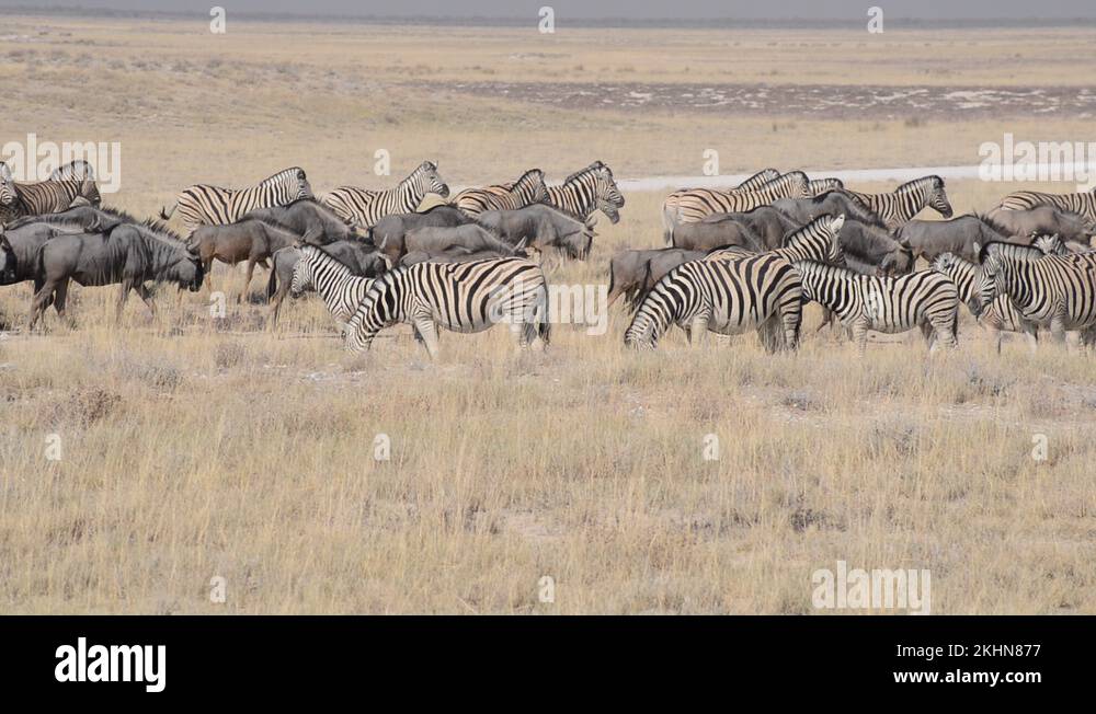 Migration animal Stock Videos & Footage - HD and 4K Video Clips - Alamy