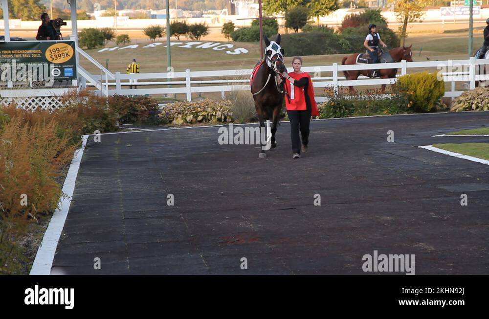 Racing horse parade ring Stock Videos & Footage - HD and 4K Video Clips ...