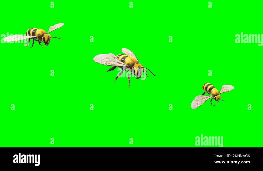 Fluttering honey bee motion graphics with green screen background Stock ...