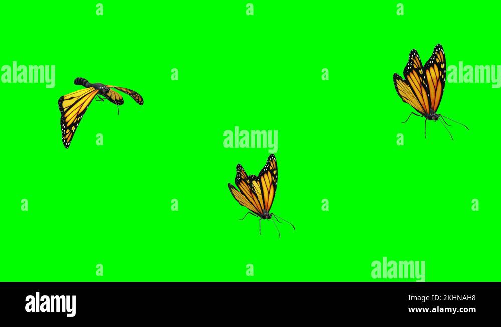 Fluttering butterfly motion graphics with green screen background Stock ...