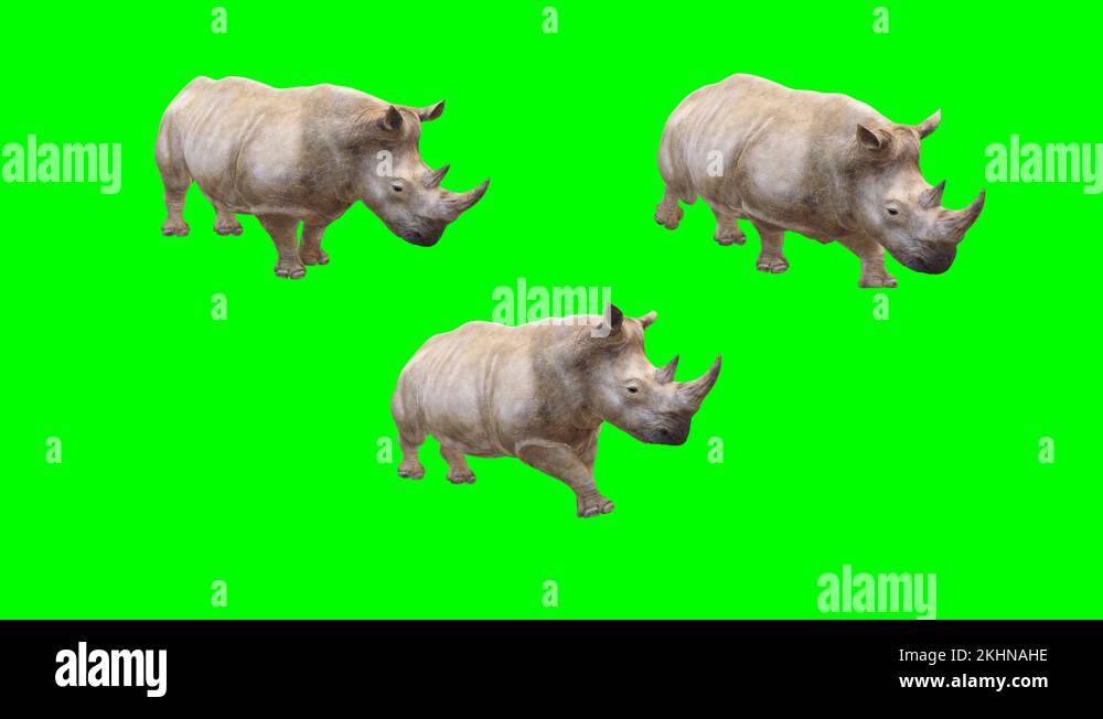 Rhino graphics Stock Videos & Footage - HD and 4K Video Clips - Alamy