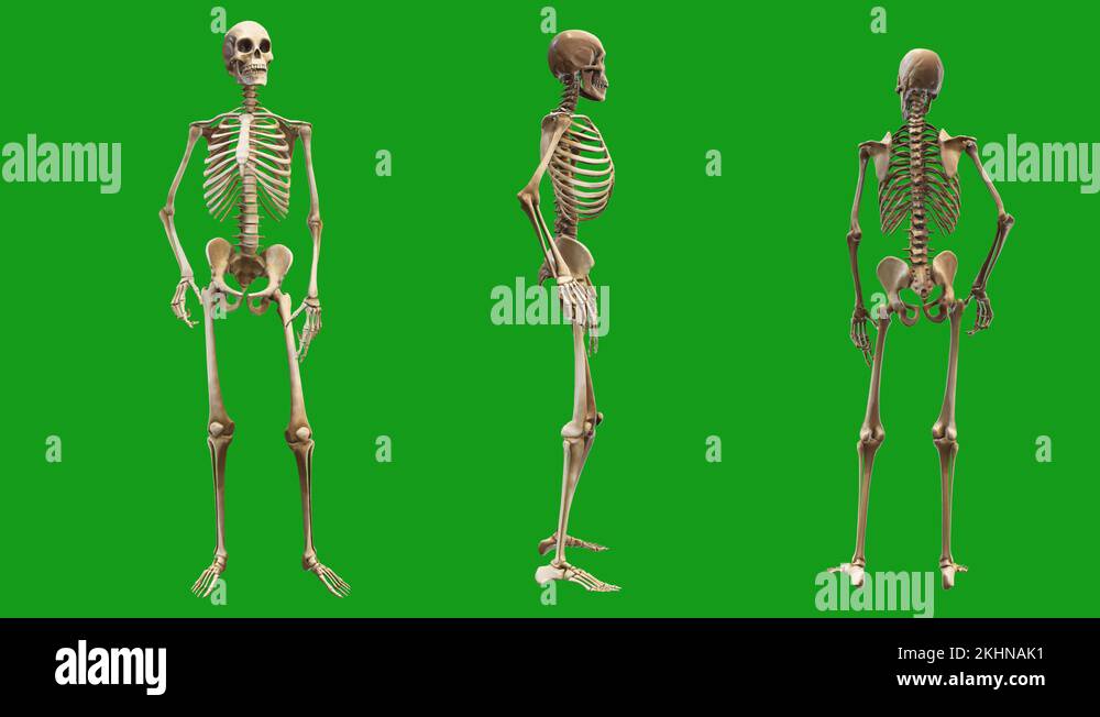 Skeleton motion graphics with green screen background Stock Video ...