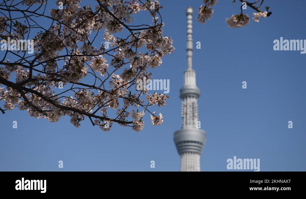 Blue Sky Cherry Tree Blossom Tokyo Skytree Japan Tallest Tower World ...