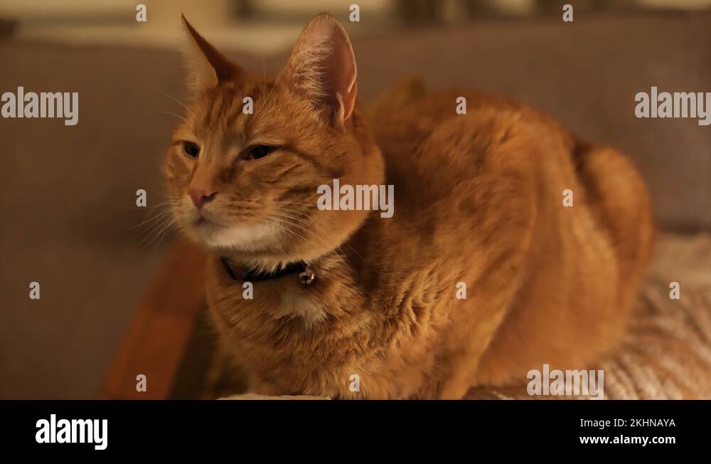 Ginger tom cat Stock Videos & Footage - HD and 4K Video Clips - Alamy