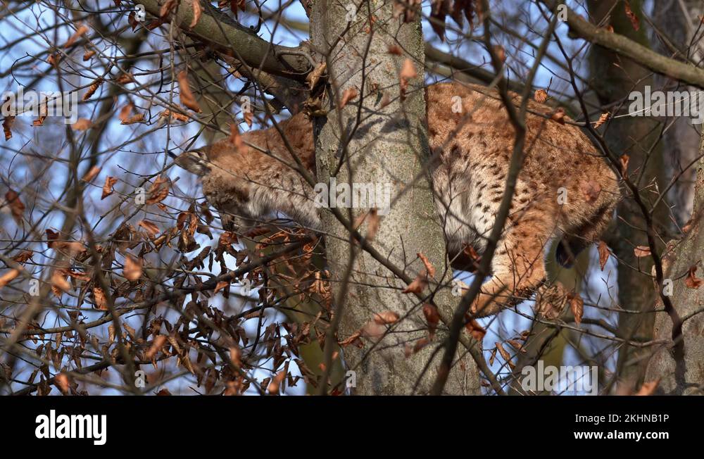 Eurasian lynx tree Stock Videos & Footage - HD and 4K Video Clips - Alamy