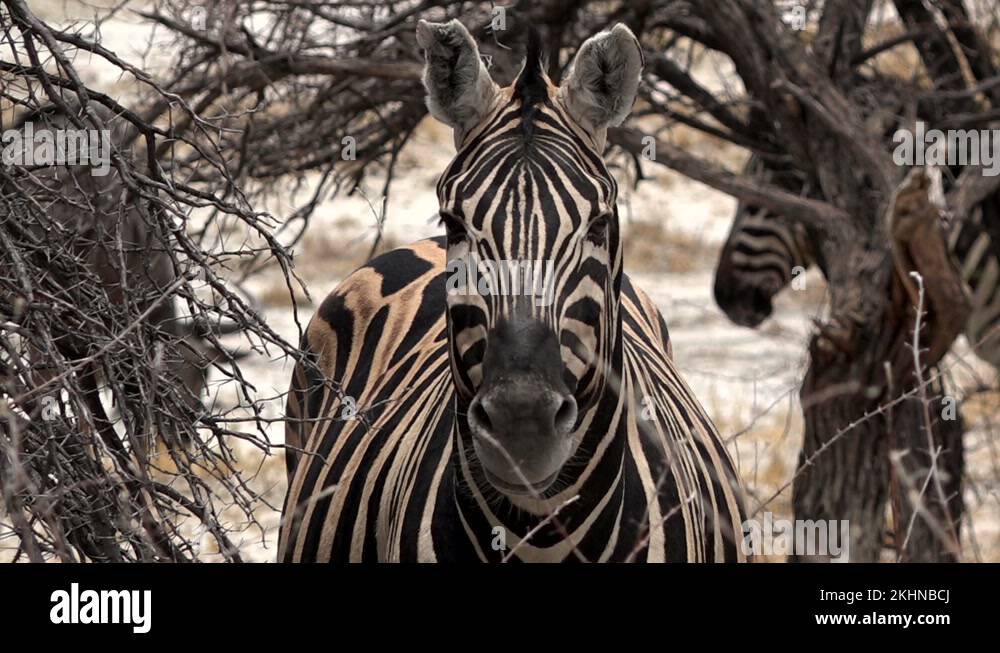 Botswana delta zebra Stock Videos & Footage - HD and 4K Video Clips - Alamy