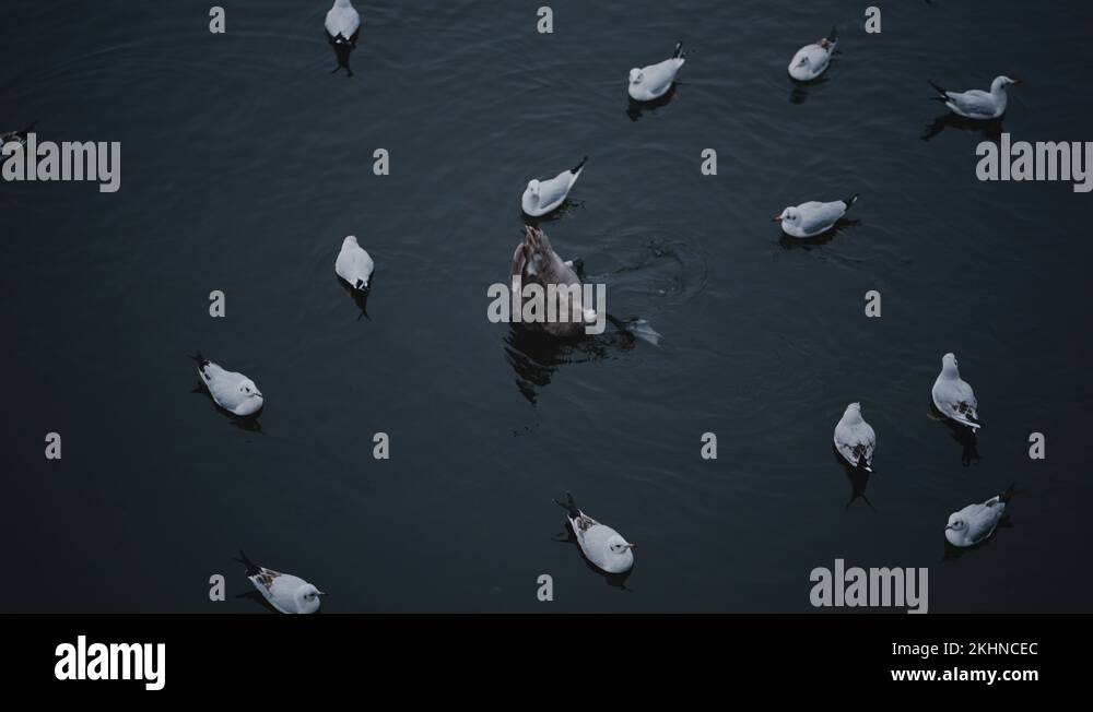 Swans dived under the water in search of food. Filmed on RED 4K, 10 bit ...