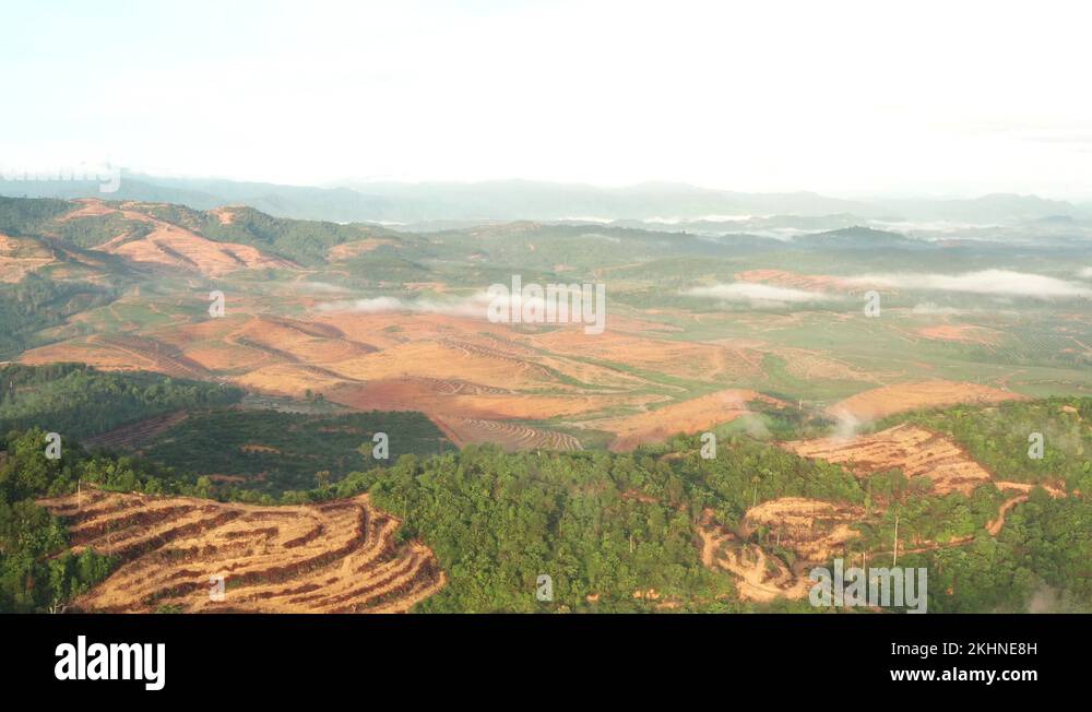 Oil Palm Tree Malaysia Stock Videos Footage Hd And 4k Video Clips