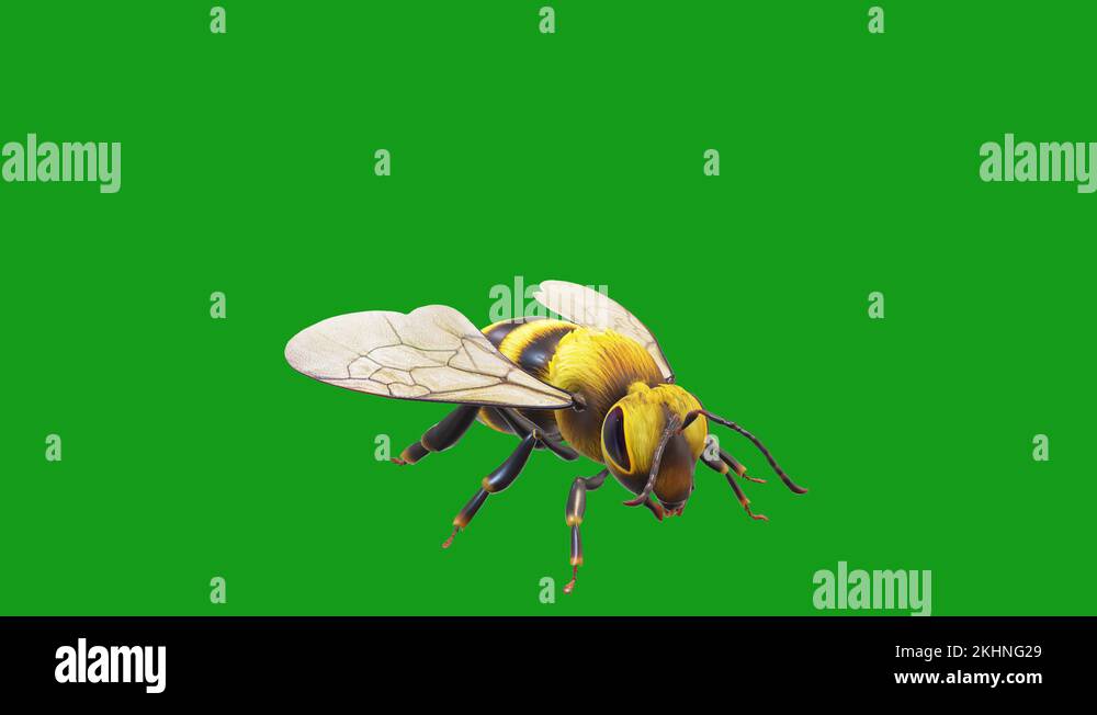 Honey bee motion graphics with green screen background 2 Stock Video ...