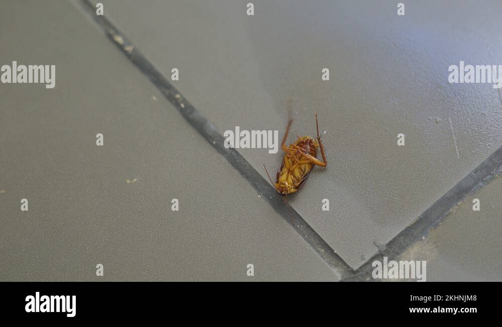 Dying cockroach moves his legs while lying down Stock Video Footage - Alamy