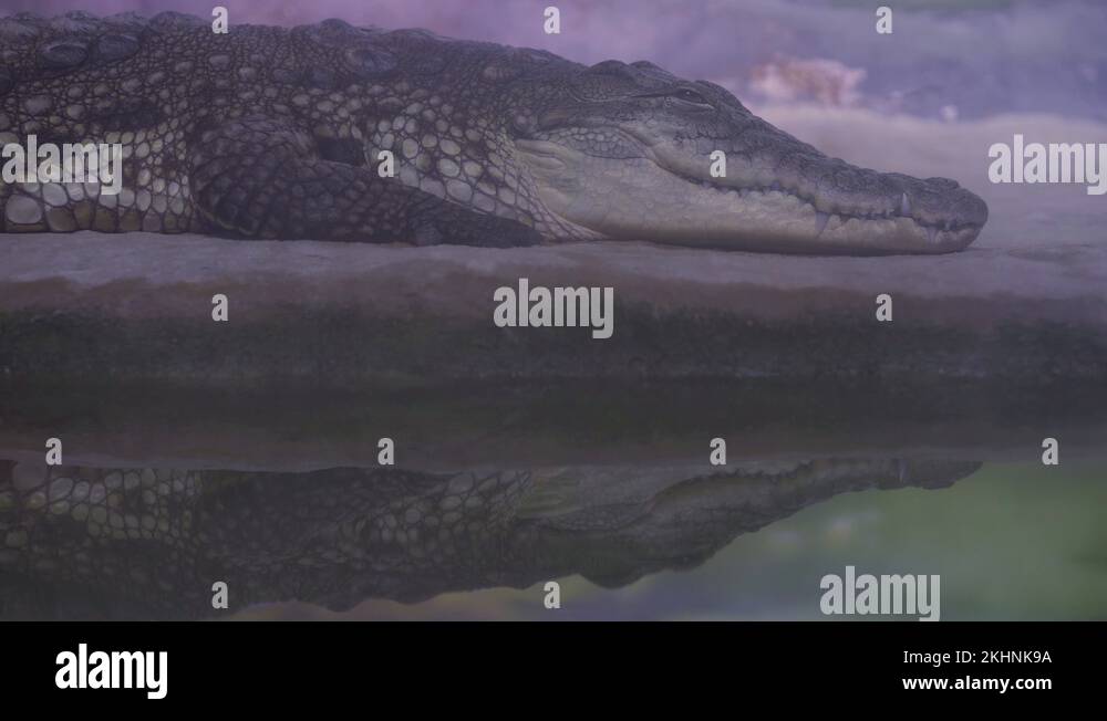 Nile crocodile face close up Stock Videos & Footage - HD and 4K Video ...