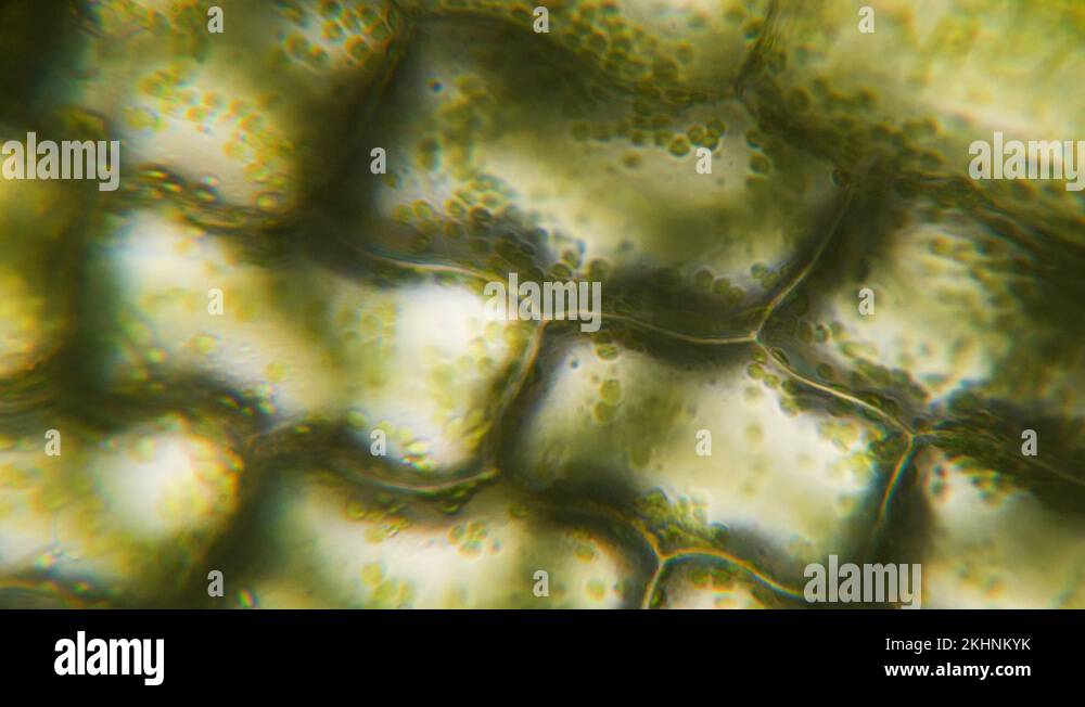 Chloroplast under a microscope. Cell division. Cell structure. Cell ...