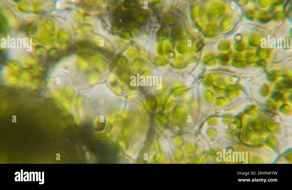 Chloroplast under a microscope. Cell division. Cell structure. Cell ...