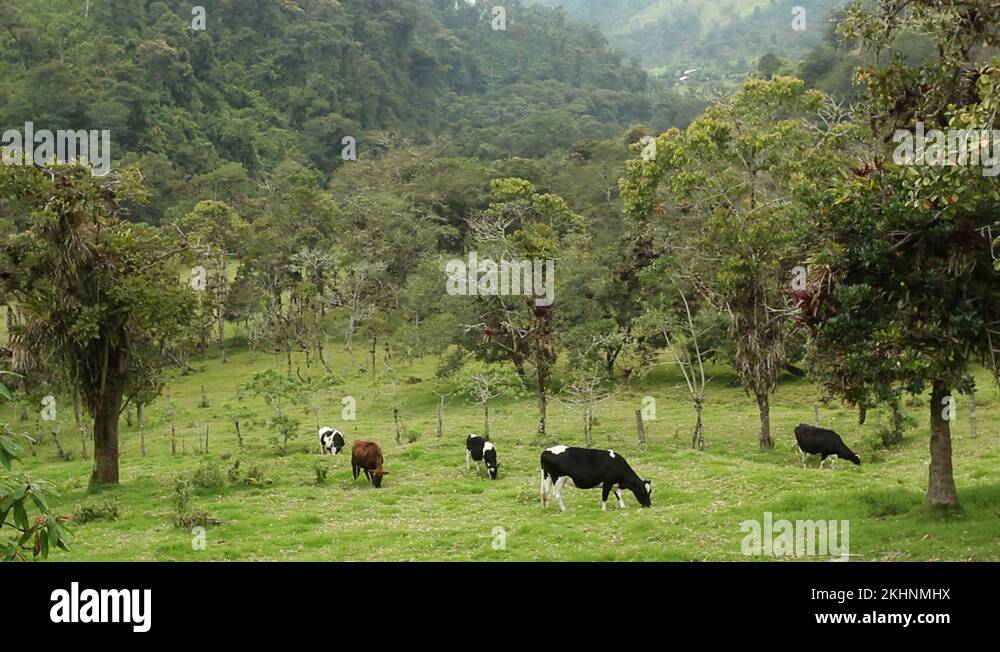 Montane environment Stock Videos & Footage - HD and 4K Video Clips - Alamy