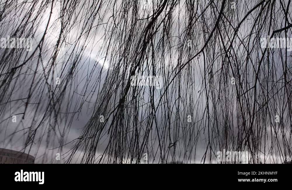 Gray tree background Stock Videos & Footage - HD and 4K Video Clips - Alamy