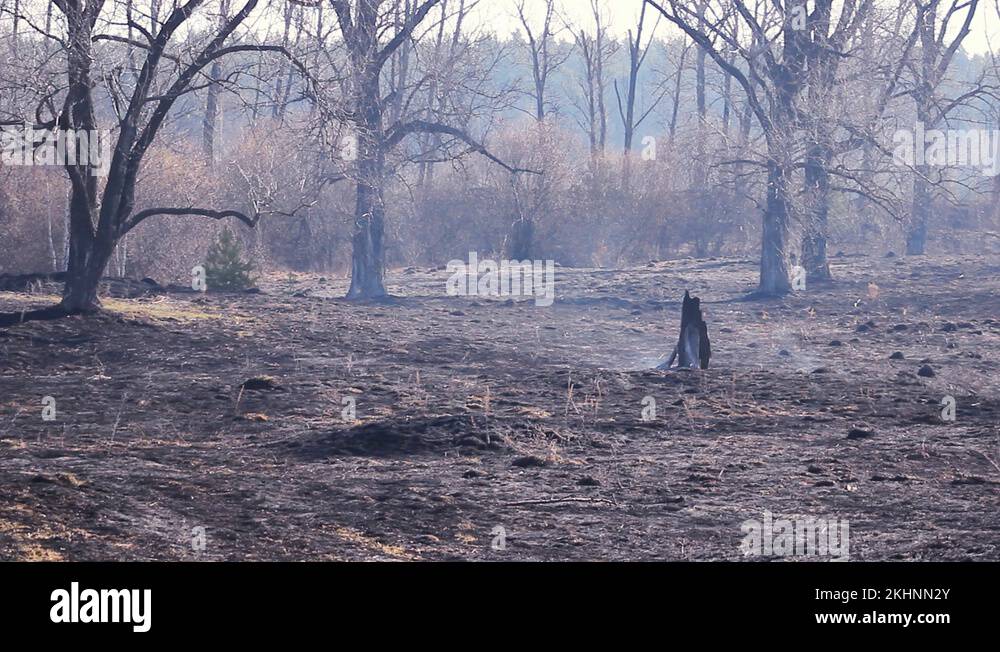 Forest after the fire. Smoke rises from the earth after a fire Stock ...