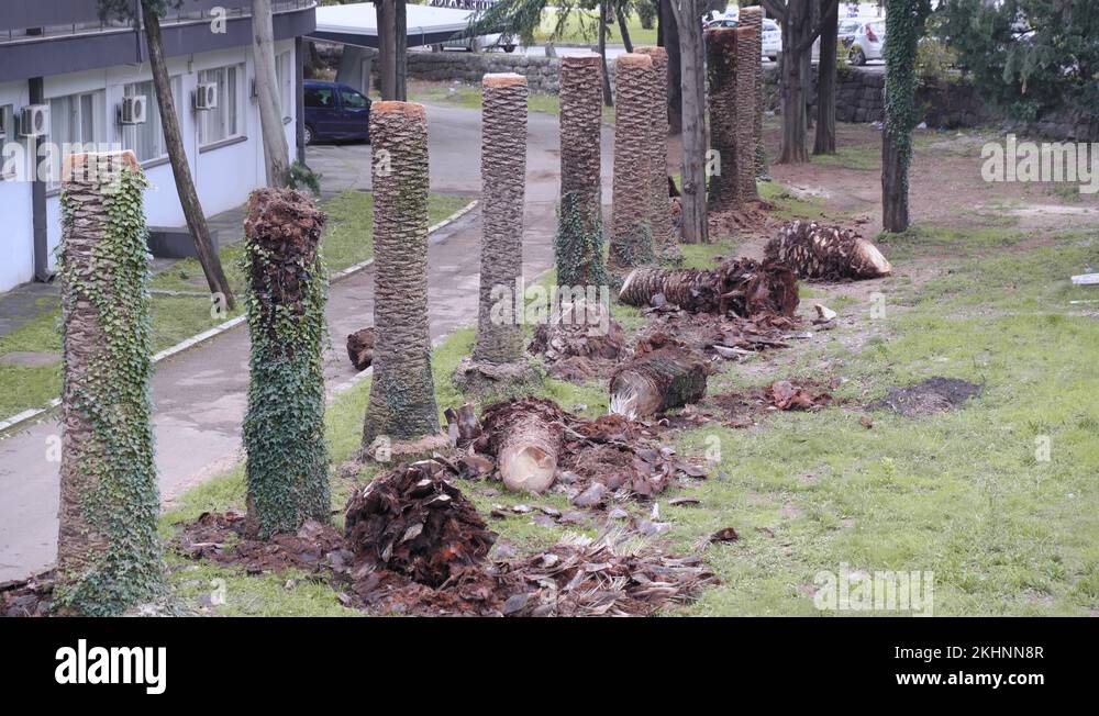 Palm tree diseases Stock Videos & Footage - HD and 4K Video Clips - Alamy