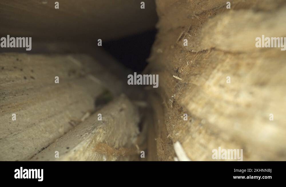 Open grain wood Stock Videos & Footage - HD and 4K Video Clips - Alamy