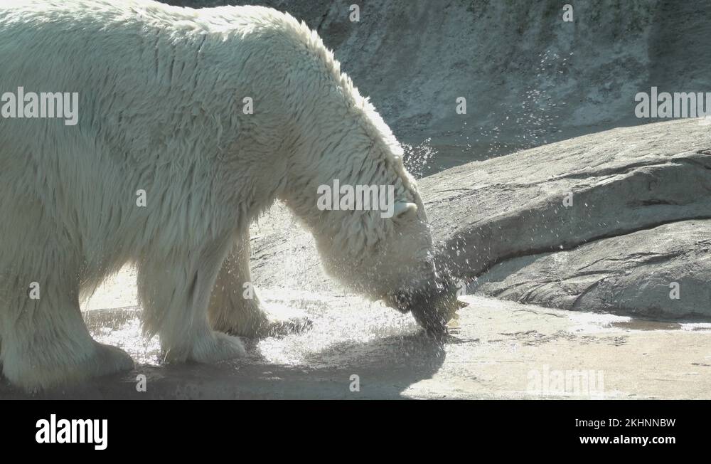 Polar bear fish Stock Videos & Footage - HD and 4K Video Clips - Alamy
