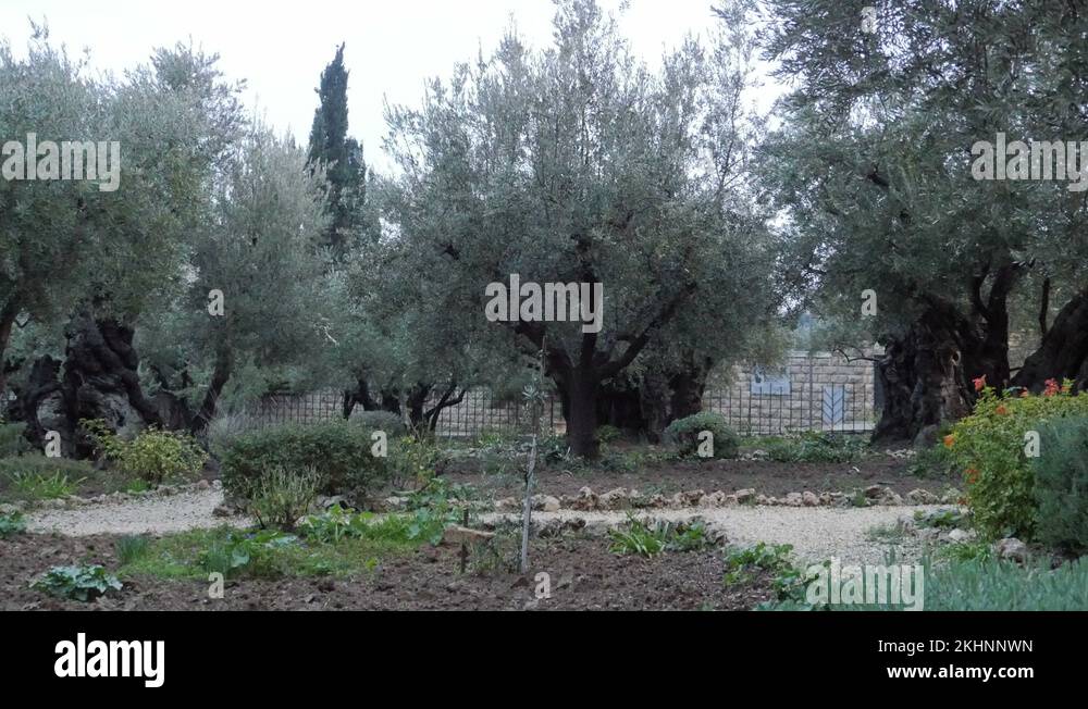 Vegetable trees Stock Videos & Footage - HD and 4K Video Clips - Alamy