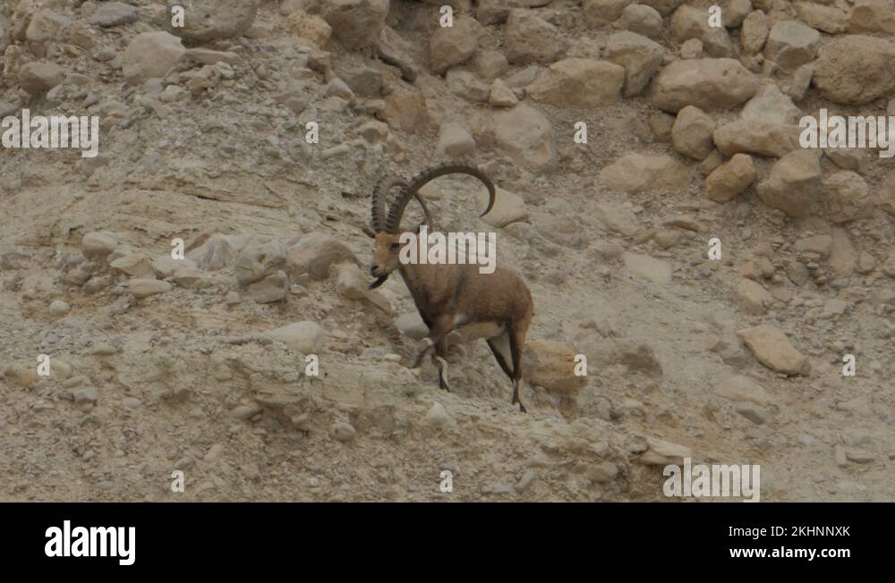 Male wild goat Stock Videos & Footage - HD and 4K Video Clips - Alamy
