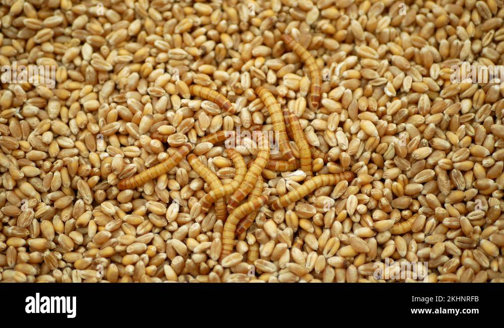 Flour worm meal worm Stock Videos & Footage - HD and 4K Video Clips - Alamy