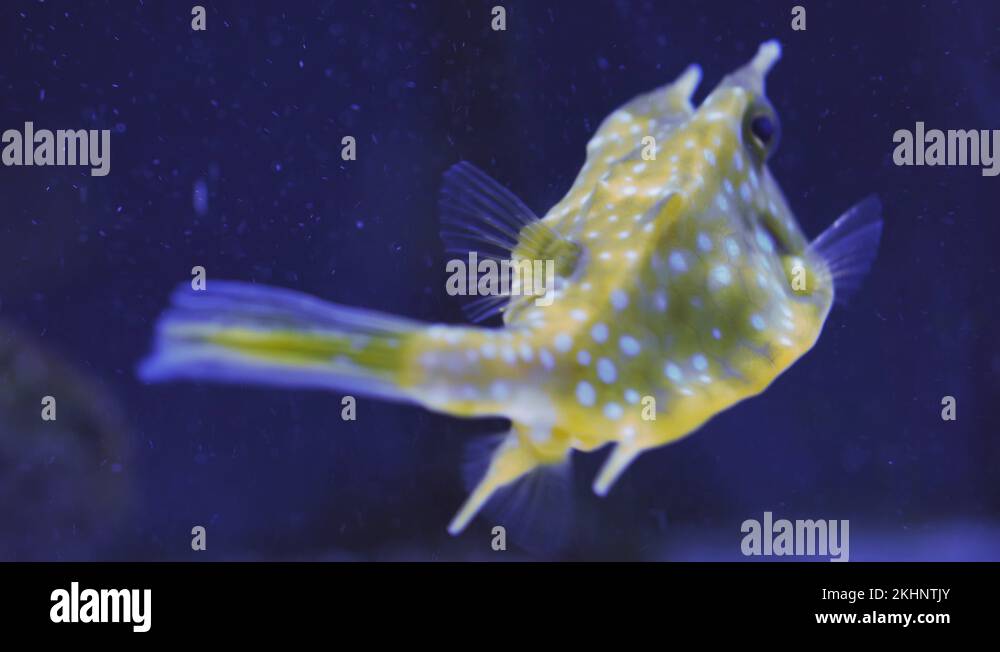Horned boxfish Stock Videos & Footage - HD and 4K Video Clips - Alamy