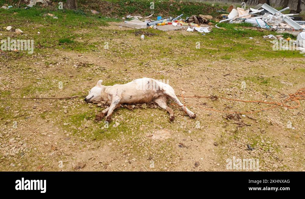 Mummified animals Stock Videos & Footage - HD and 4K Video Clips - Alamy