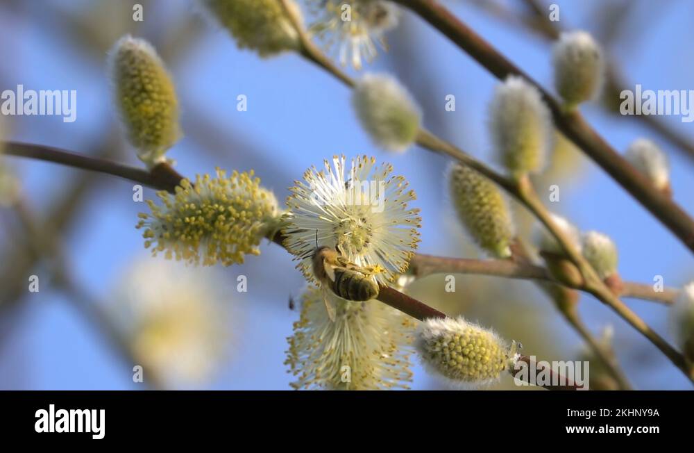 Natural pollinators Stock Videos & Footage - HD and 4K Video Clips - Alamy