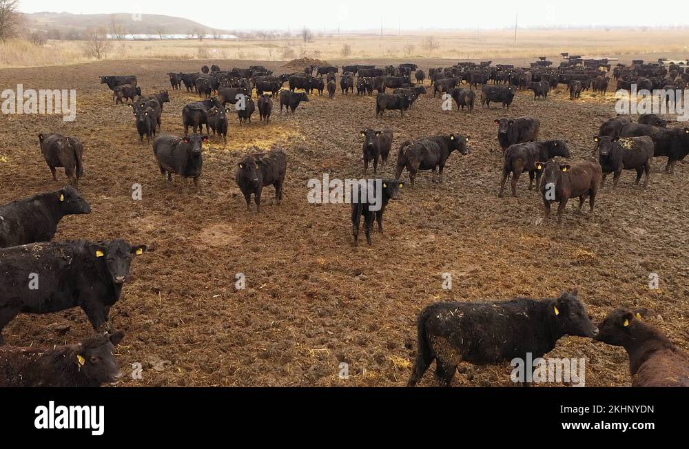 Livestock view Stock Videos & Footage - HD and 4K Video Clips - Alamy