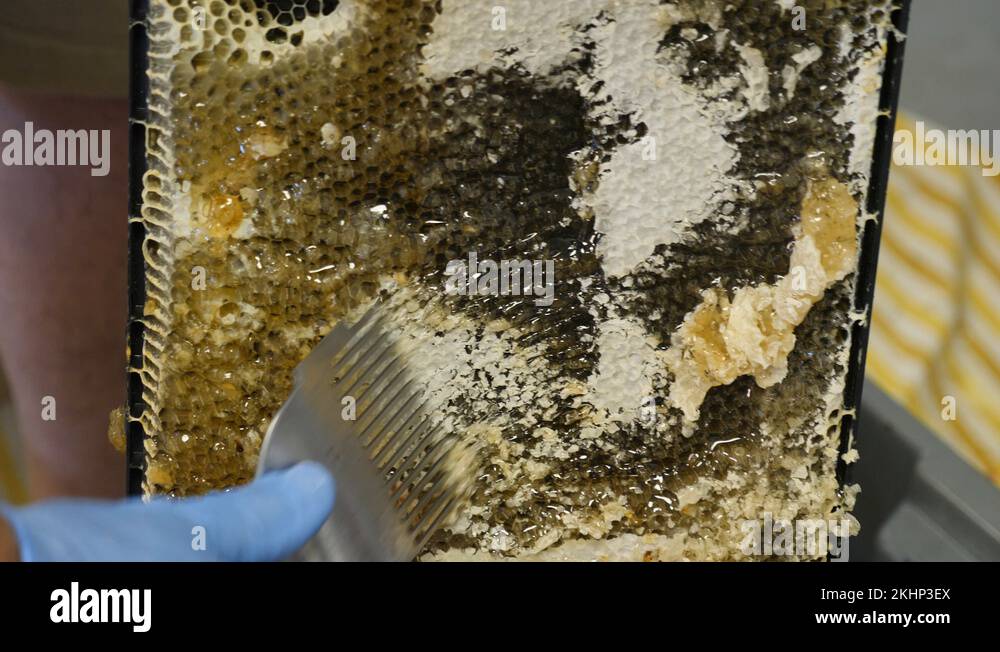 Beekeeper scrapes his bee hive honeycombs to harvest the honey Stock ...
