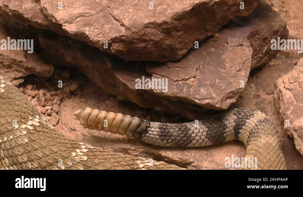 Rattler Stock Videos & Footage - HD and 4K Video Clips - Alamy