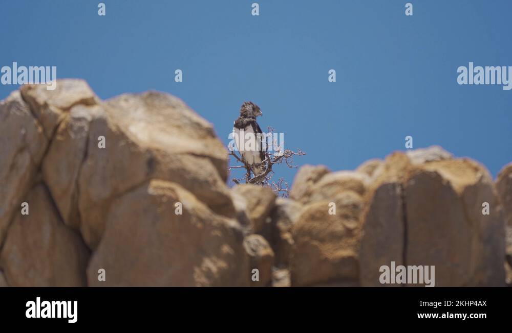 Namibian bird Stock Videos & Footage - HD and 4K Video Clips - Alamy